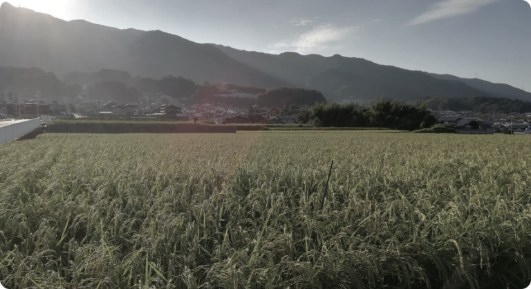 会社情報 | MYSH株式会社